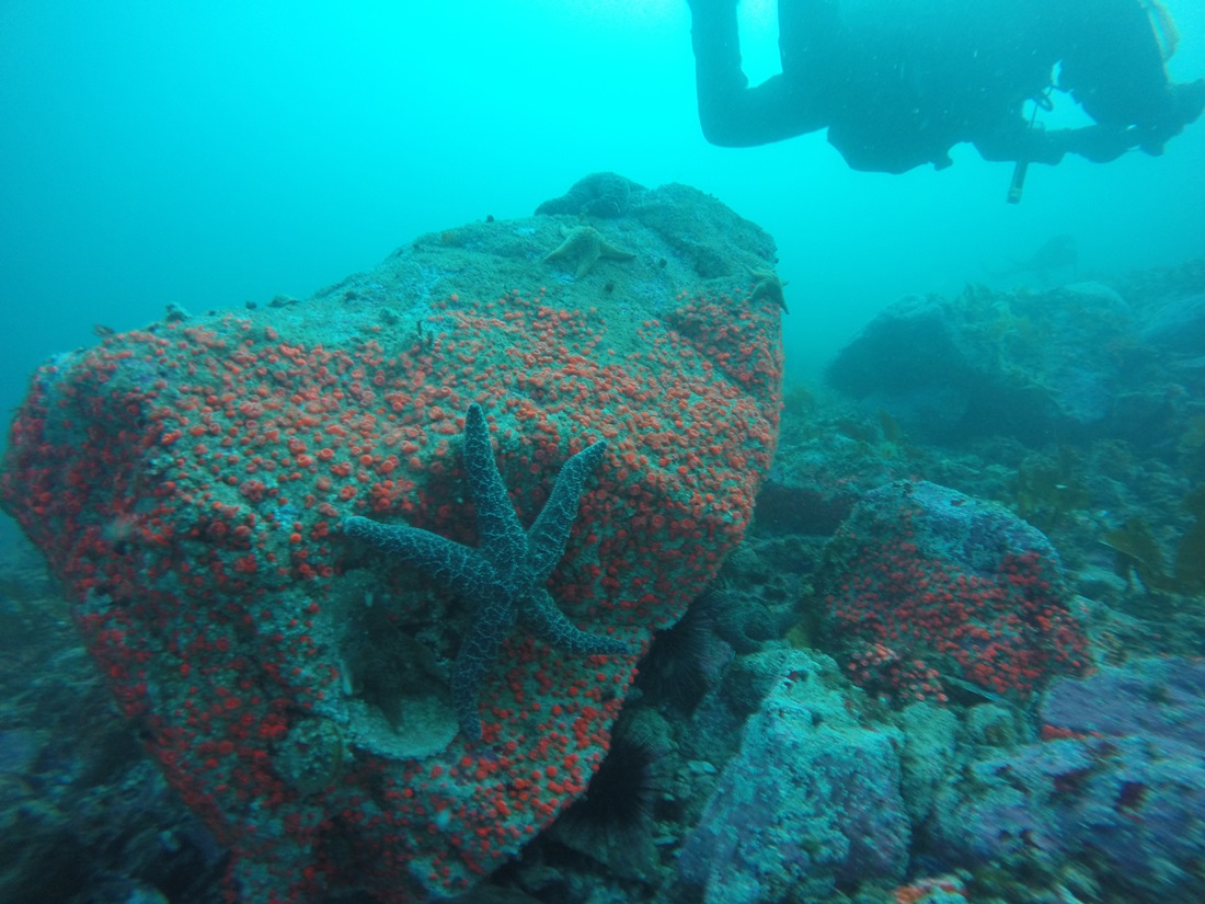 Diving Into Our Living Laboratories - Oregon Marine Reserves