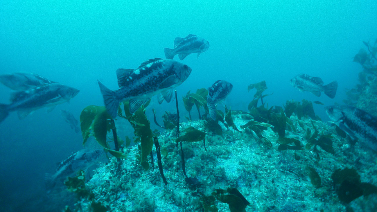 New Ecological Monitoring Plan - Oregon Marine Reserves
