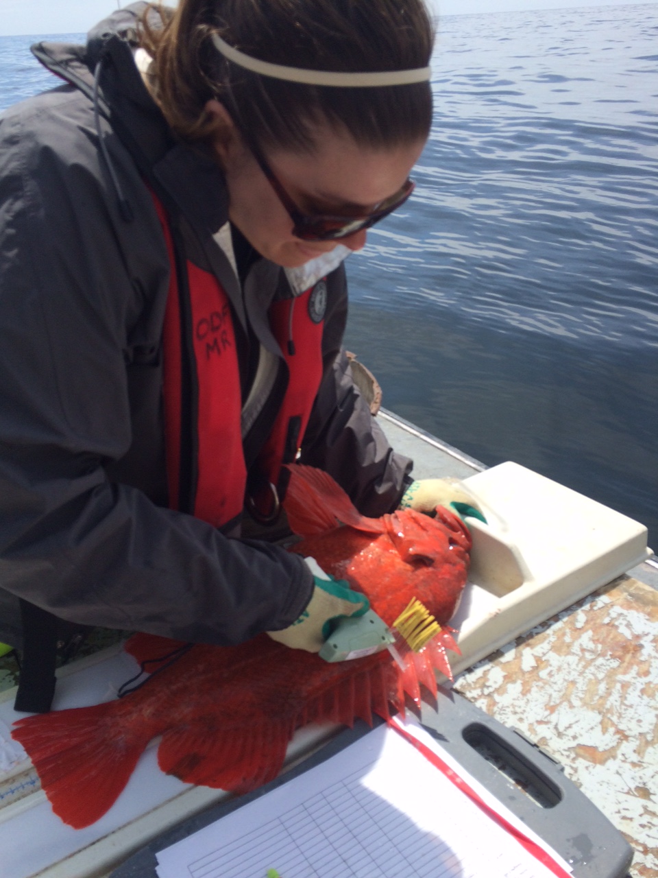 New Sampling Method: Longlining - Oregon Marine Reserves