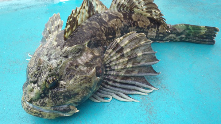 Meet Our Mother-In-Law: She's a Croaker - Oregon Marine Reserves
