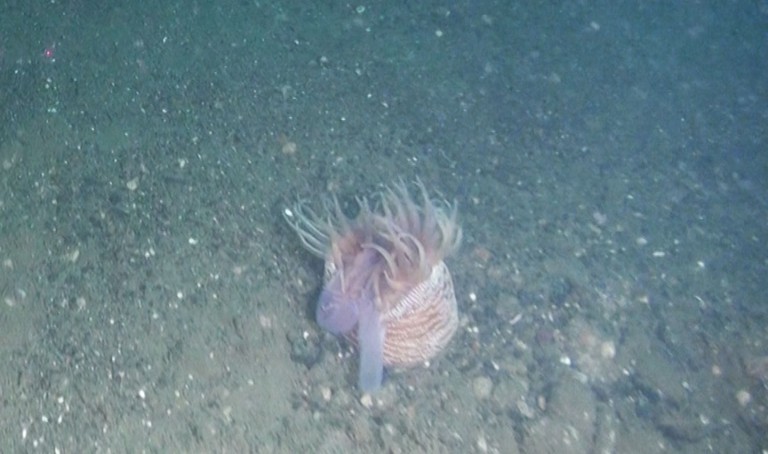 Strange Creatures Cast Ashore: Pyrosomes - Oregon Marine Reserves