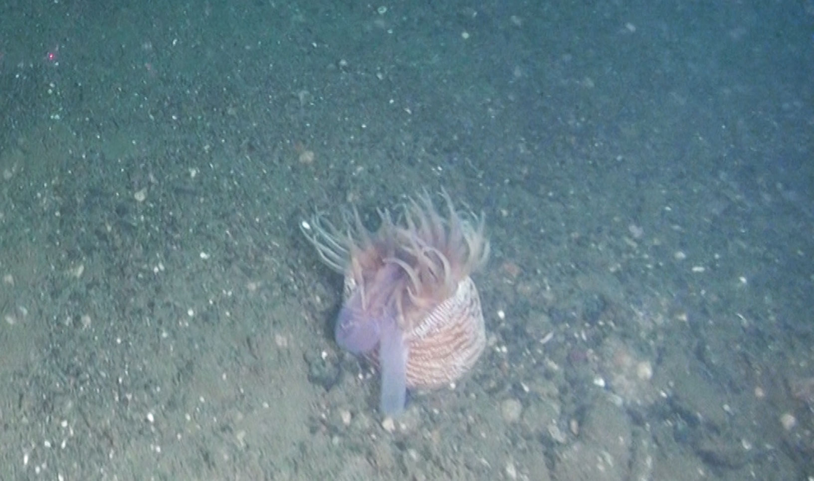 Strange Creatures Cast Ashore: Pyrosomes - Oregon Marine Reserves