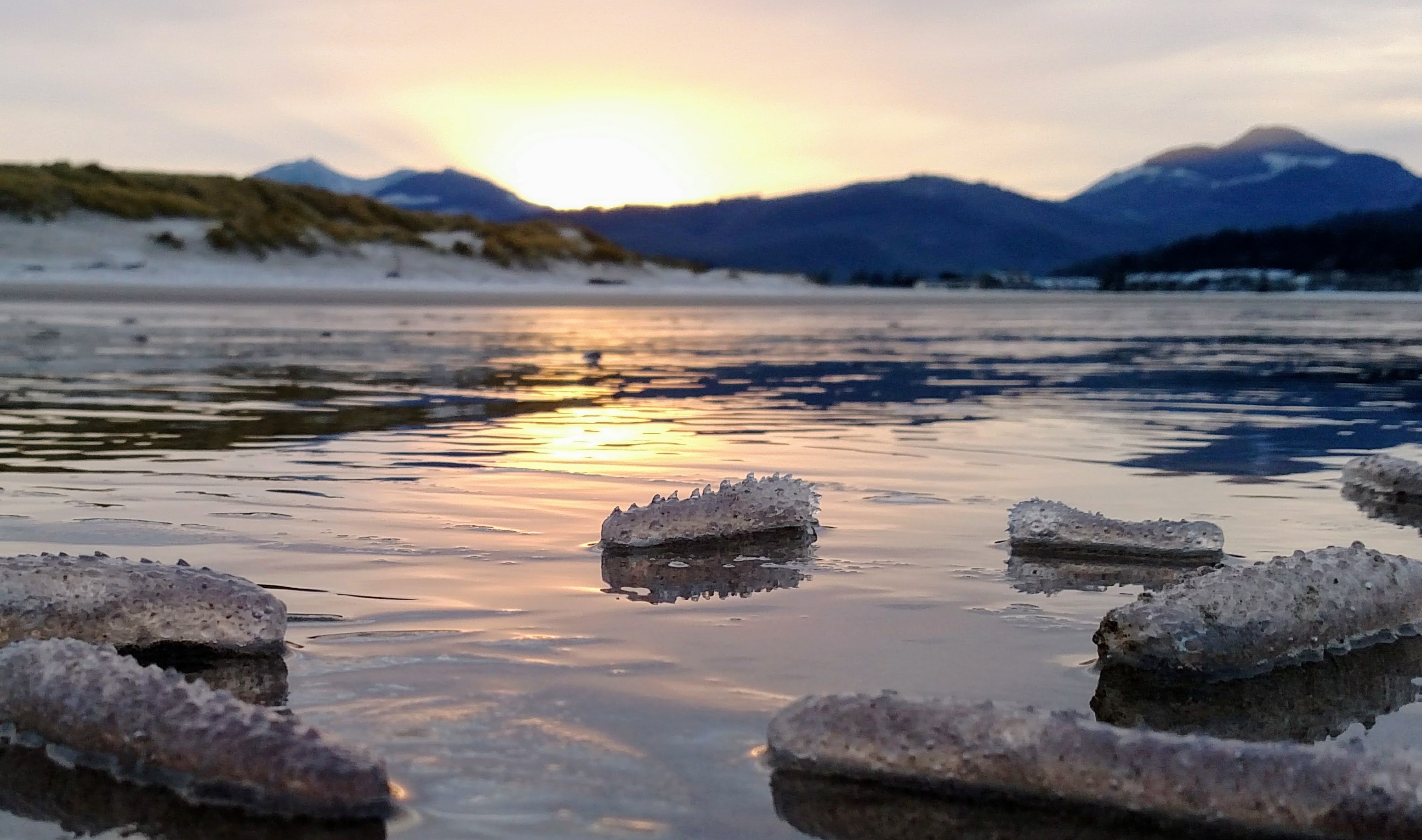 Strange Creatures Cast Ashore: Pyrosomes - Oregon Marine Reserves