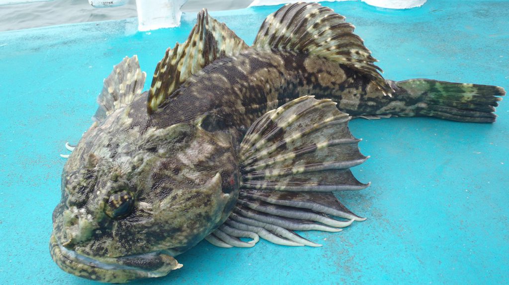 SMURFing Week 14 - The Consistently Collected Cabezon - Oregon Marine ...