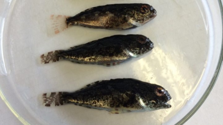 SMURFing Week 14 - The Consistently Collected Cabezon - Oregon Marine ...