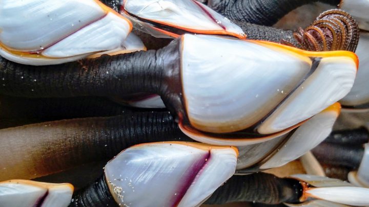 Behind Closed Doors: The Sex Life of Barnacles - Oregon Marine Reserves