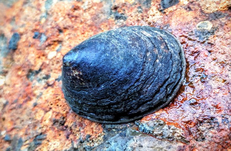 Mind-Bending Mollusks of the Intertidal Zone - Oregon Marine Reserves