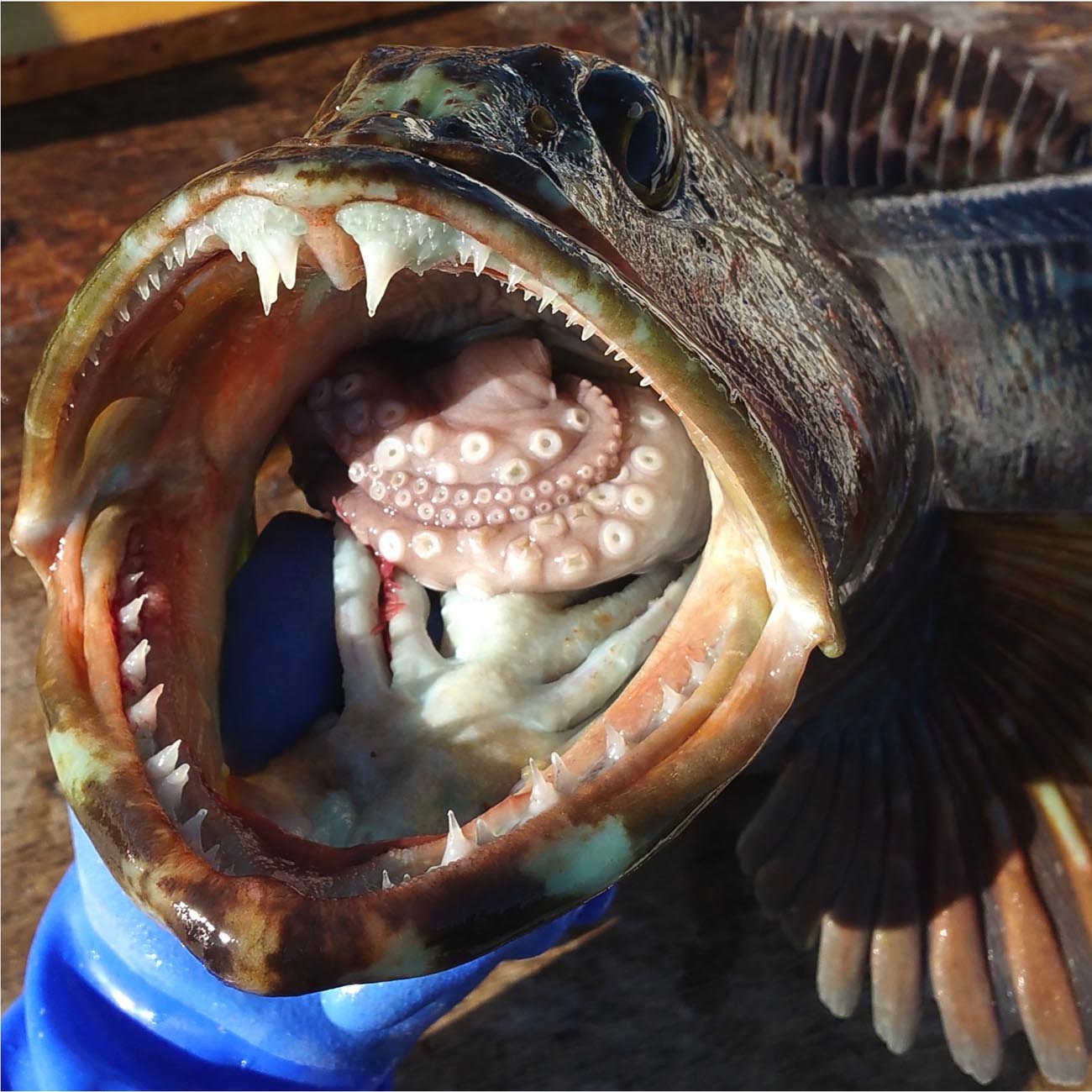 Student Snapshots Diving Into Nearshore Research - Oregon Marine Reserves