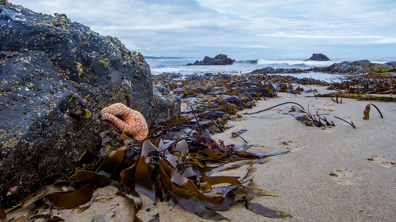 Returning to the Reserves - Oregon Marine Reserves