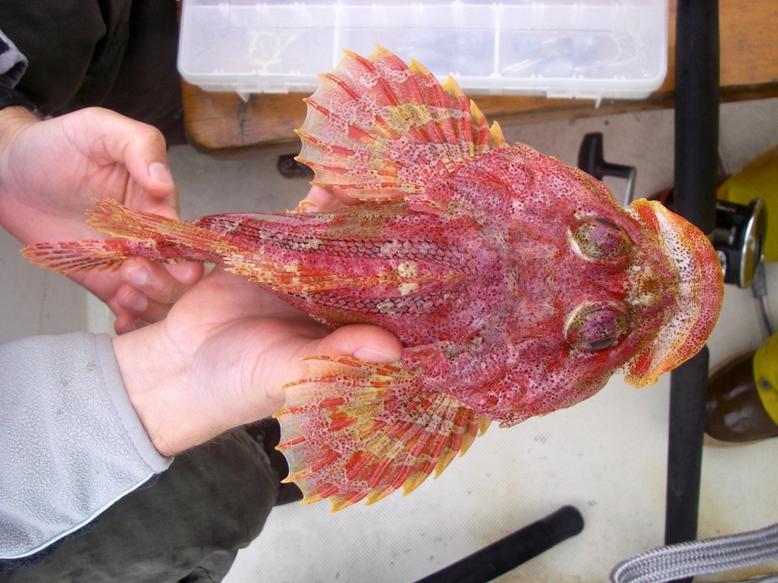 The Cleverly Camouflaged Red Irish Lord - Oregon Marine Reserves