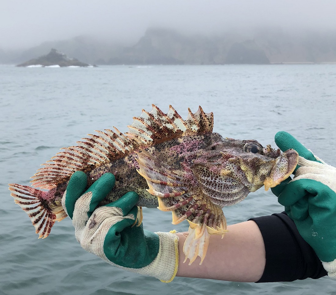 The Cleverly Camouflaged Red Irish Lord - Oregon Marine Reserves