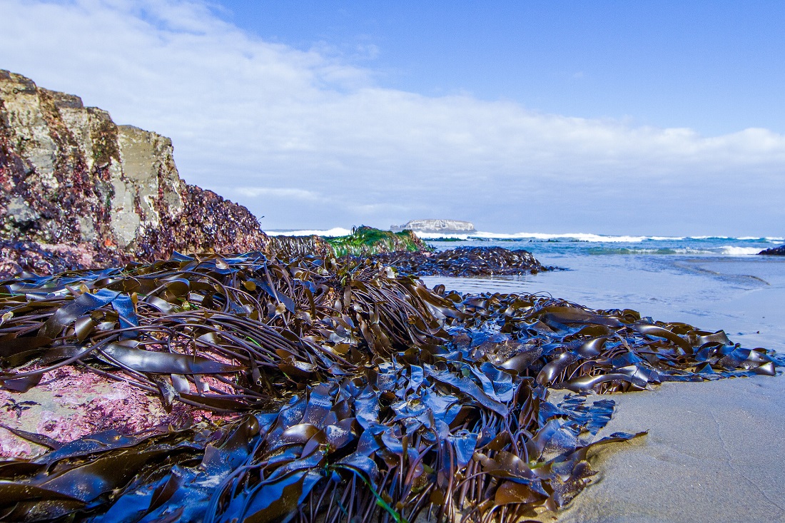 Otter Rock Marine Reserve Highlights - Oregon Marine Reserves