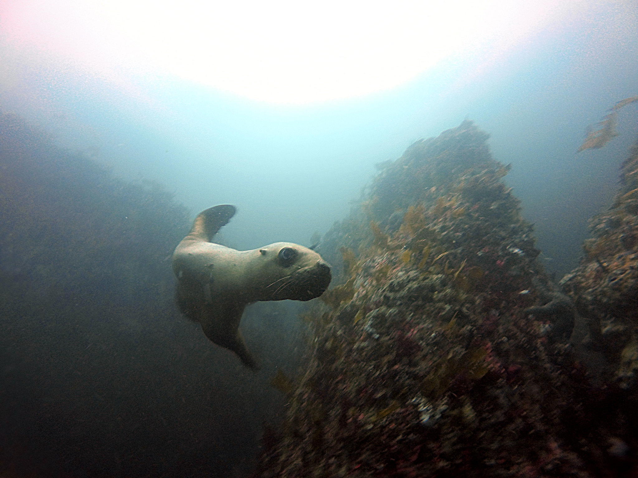 We're hiring a new Marine Reserves Program Leader! - Oregon Marine Reserves