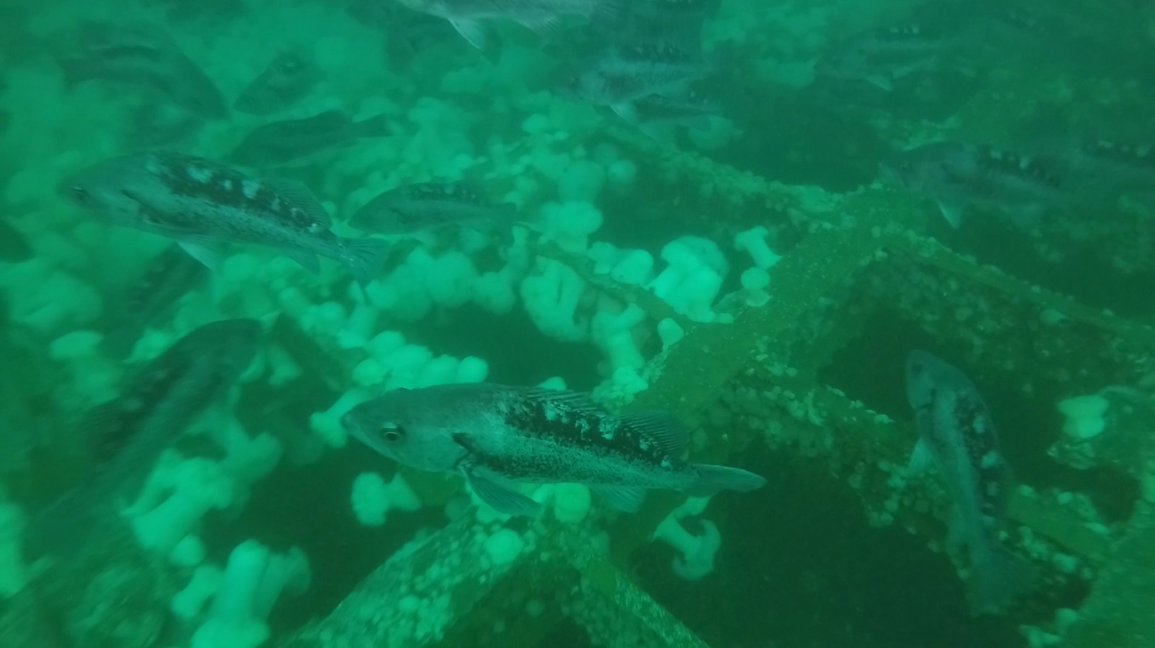 Video: Exploring a sunken barge from 1983 near Cape Falcon - Oregon ...